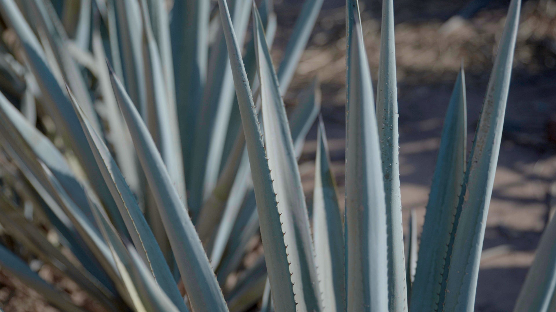 Copal Tequila – Copal 22